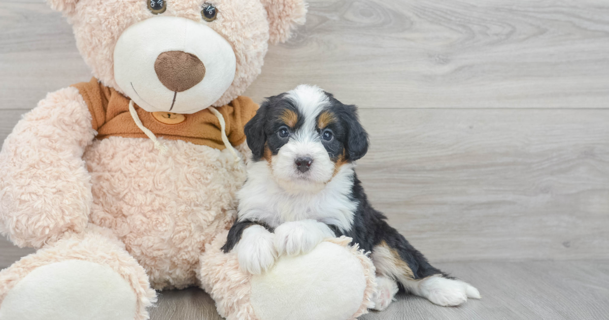 Energetic Mini Bernedoodle Bernard: 9lb 5oz Doodle Puppy