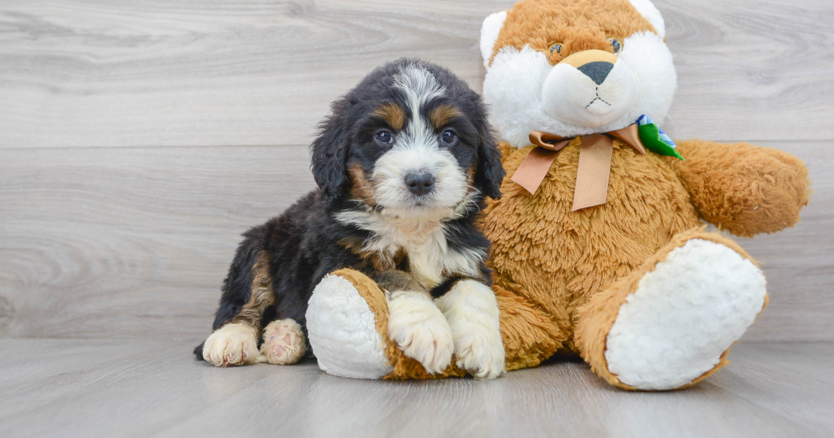 Little Mini Bernedoodle Bernard: 9lb 8oz Doodle Puppy