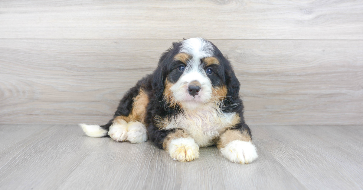 Adorable Mini Bernedoodle Bernard: 9lb 15oz Doodle Puppy