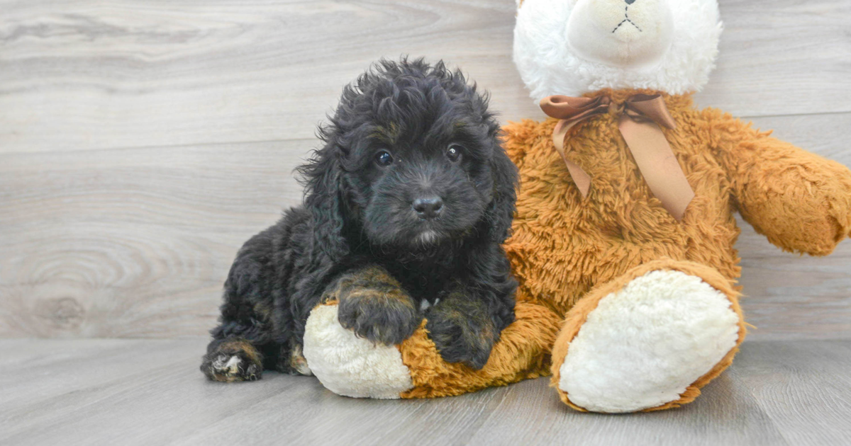 Smart Mini Bernedoodle Bernard: 7lb 14oz Doodle Puppy