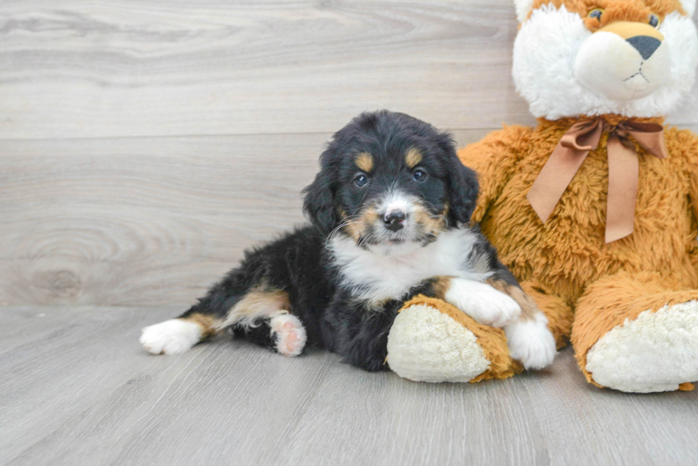 Energetic Mini Bernedoodle Bernedette: 6lb 15oz Doodle Puppy