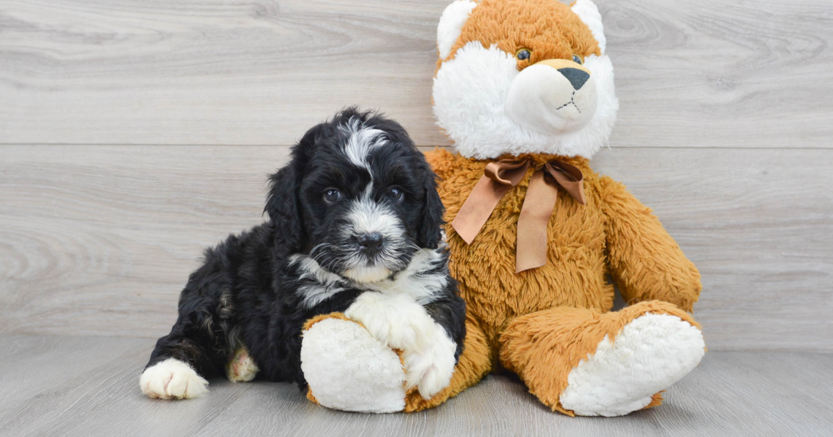 Little Mini Bernedoodle Shelby: 9lb 5oz Doodle Puppy