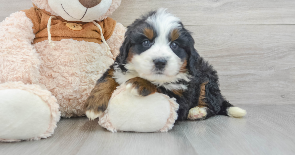 Smart Mini Bernedoodle Bernie: 12lb 9oz Doodle Puppy