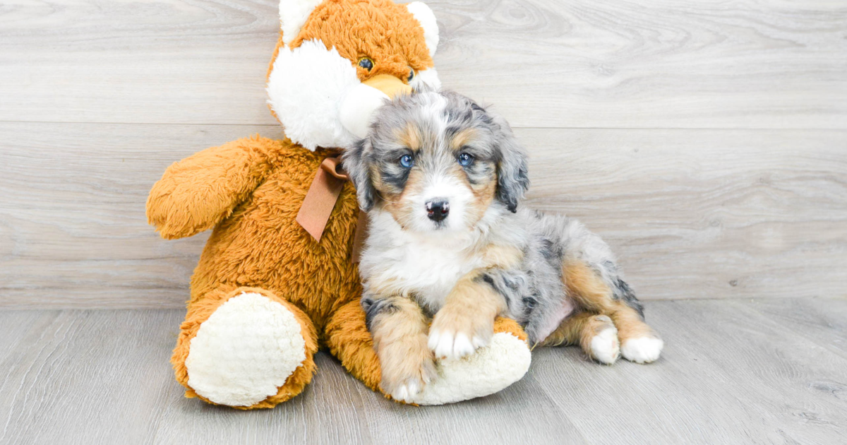 Cute Mini Bernedoodle Bernie: 9lb 8oz Doodle Puppy