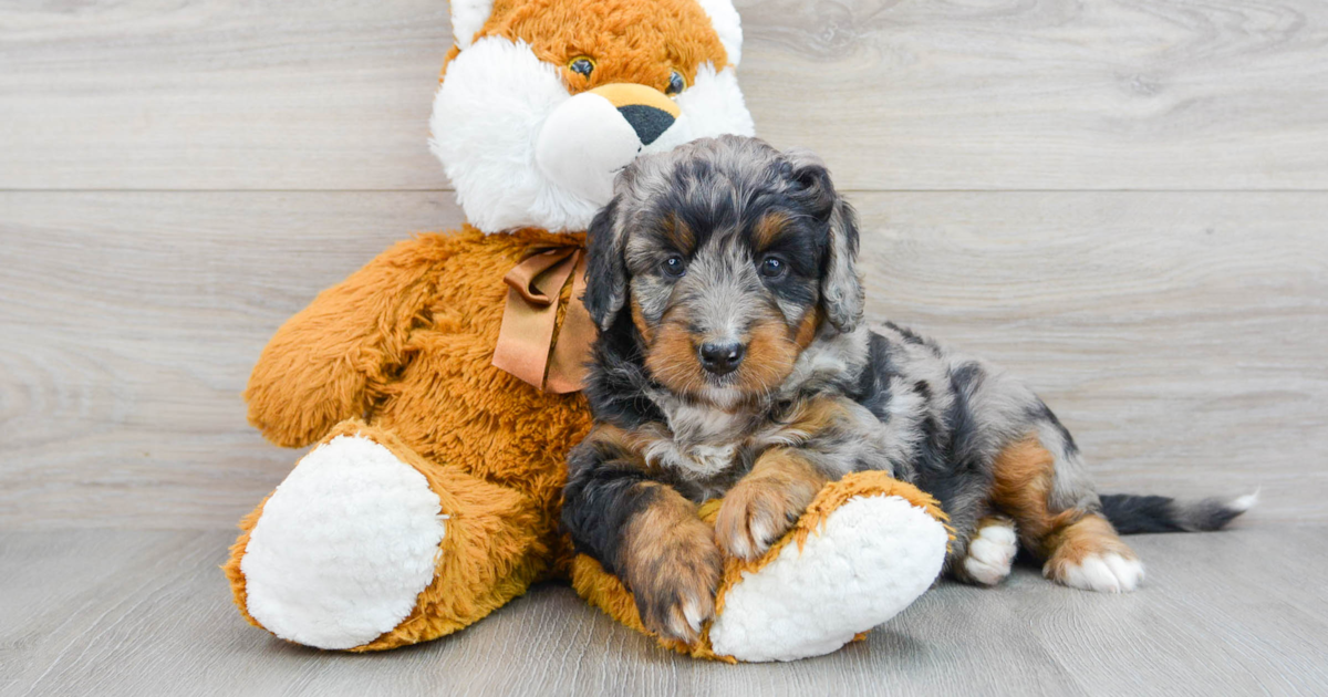 Little Mini Bernedoodle Bree: 11lb 13oz Doodle Puppy