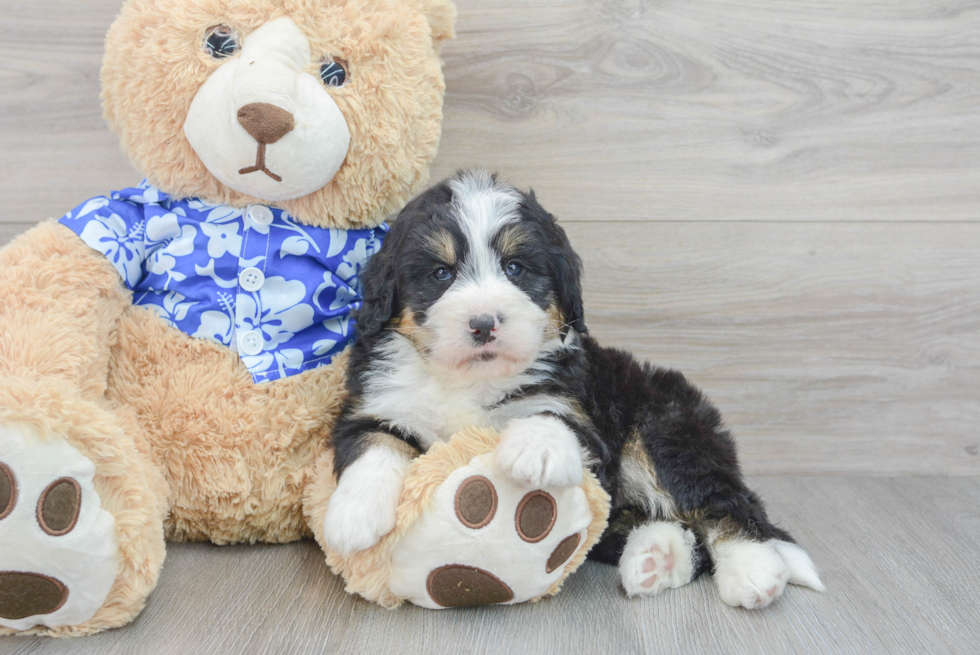 Friendly Mini Bernedoodle Bryce: 8lb 2oz Doodle Puppy
