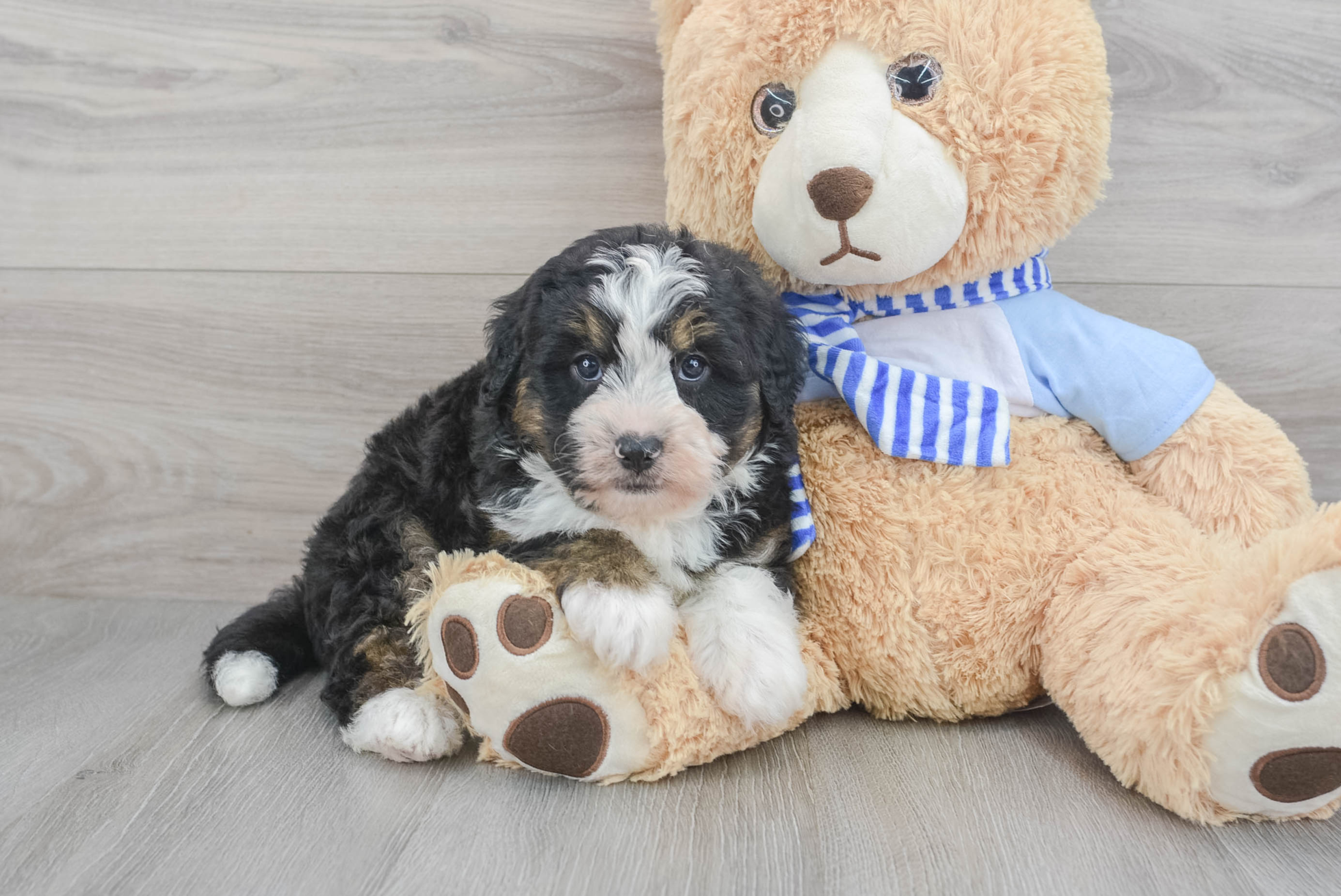 Happy Mini Bernedoodle Desi: 10lb 2oz Doodle Puppy