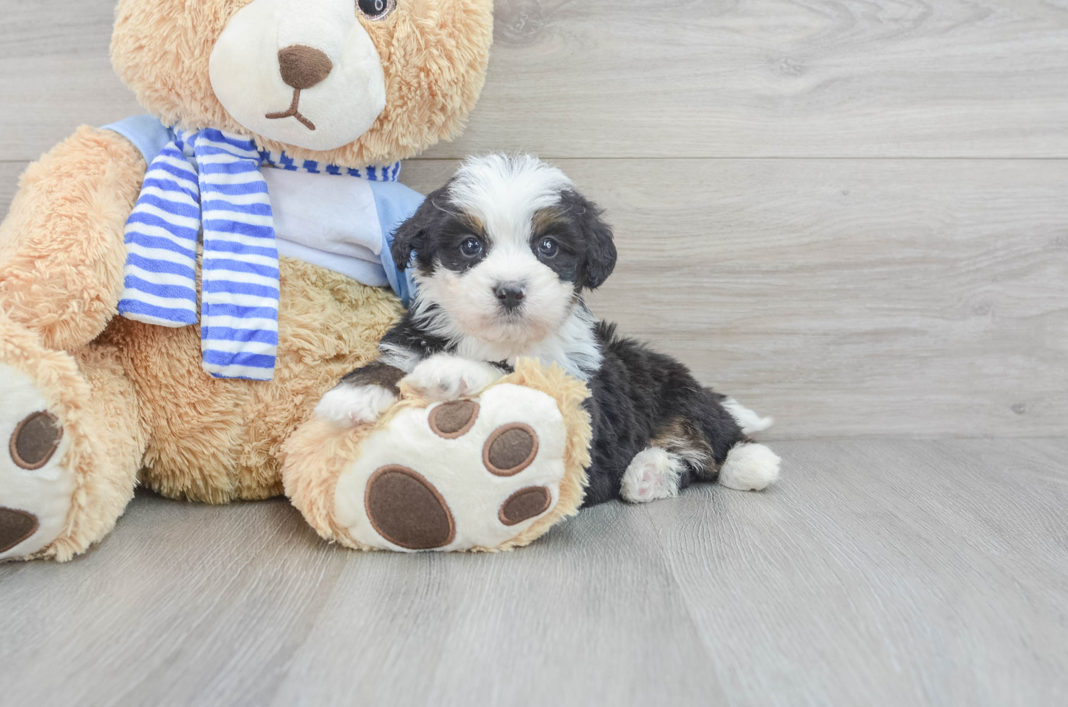 Toy & Mini Doodle Puppies For Sale | Premier Pups
