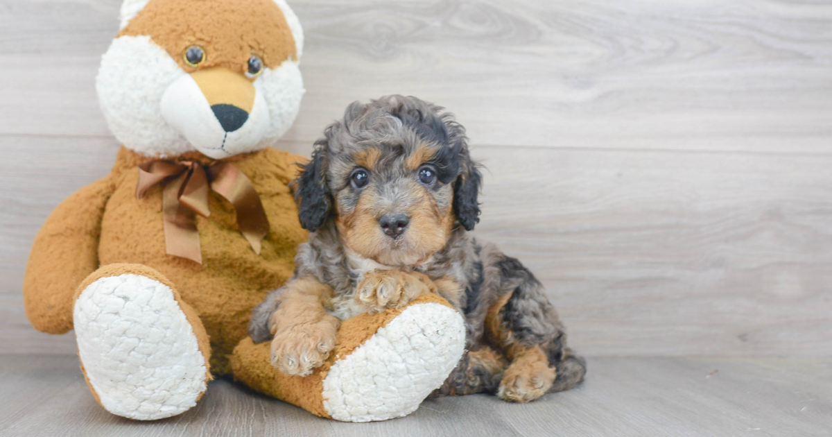 Adorable Mini Bernedoodle Lance: 5lb 12oz Doodle Puppy