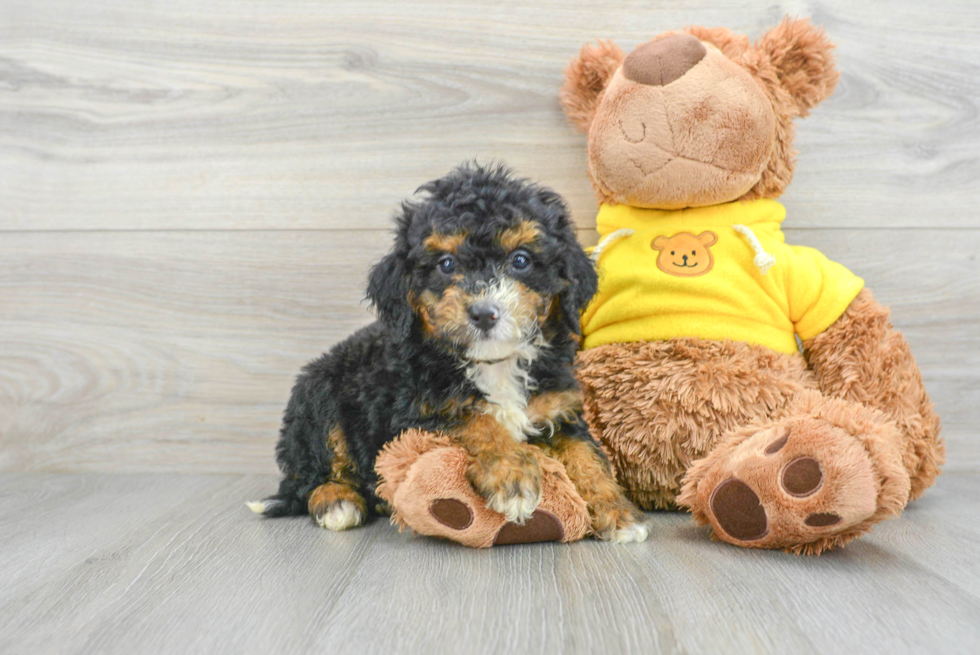 Funny Mini Bernedoodle Landon: 5lb 12oz Doodle Puppy