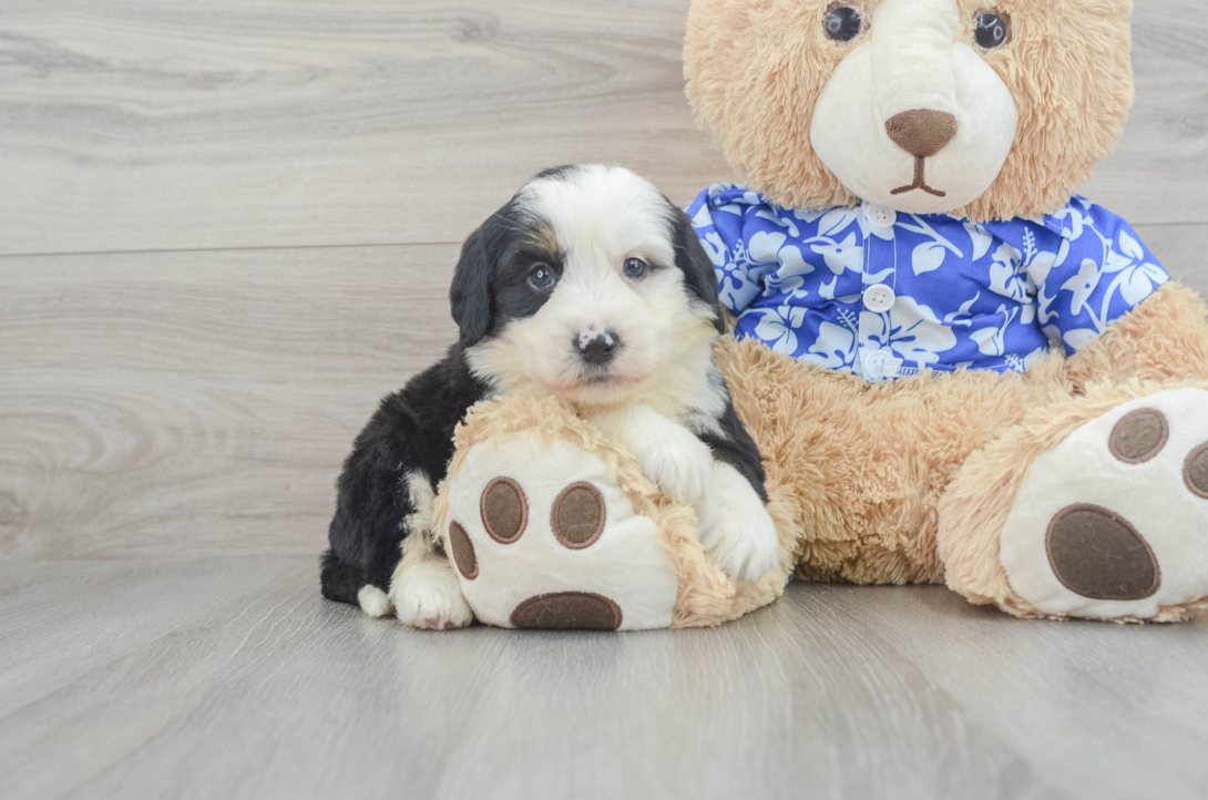 Mini Doodle Puppies For Sale | Premier Pups