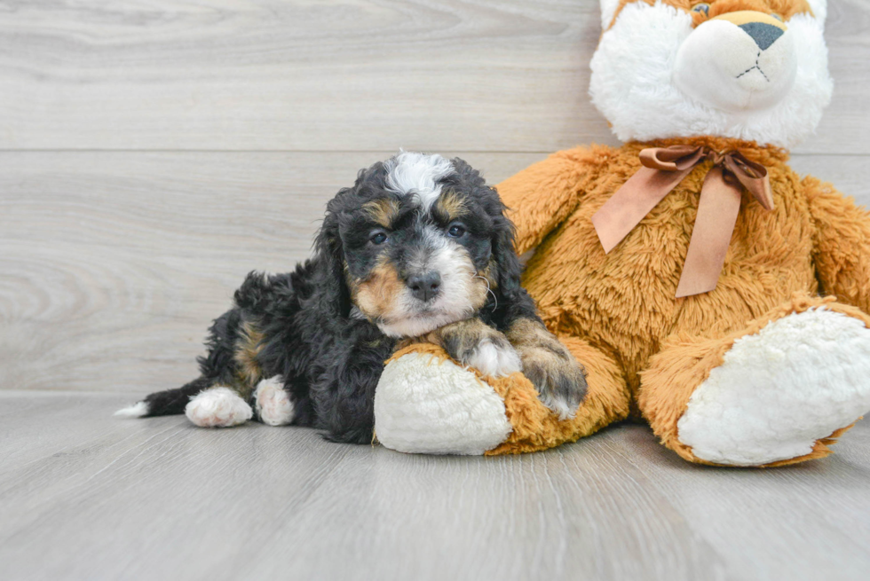 Fluffy Mini Bernedoodle Momoa: 8lb 2oz Doodle Puppy