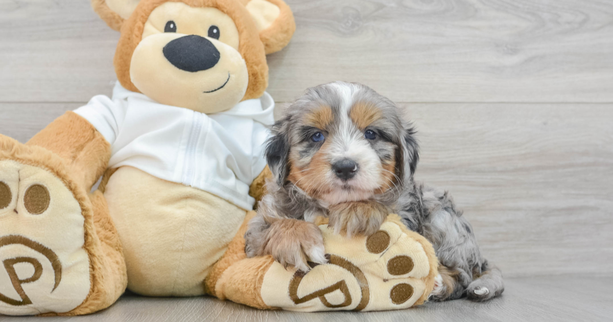 Small Mini Bernedoodle Ozzie: 5lb 10oz Doodle Puppy