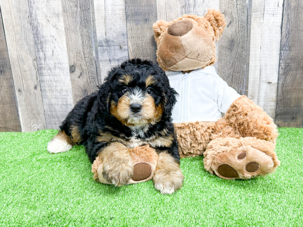 Friendly Mini Bernedoodle Rowdy: 9lb 10oz Doodle Puppy