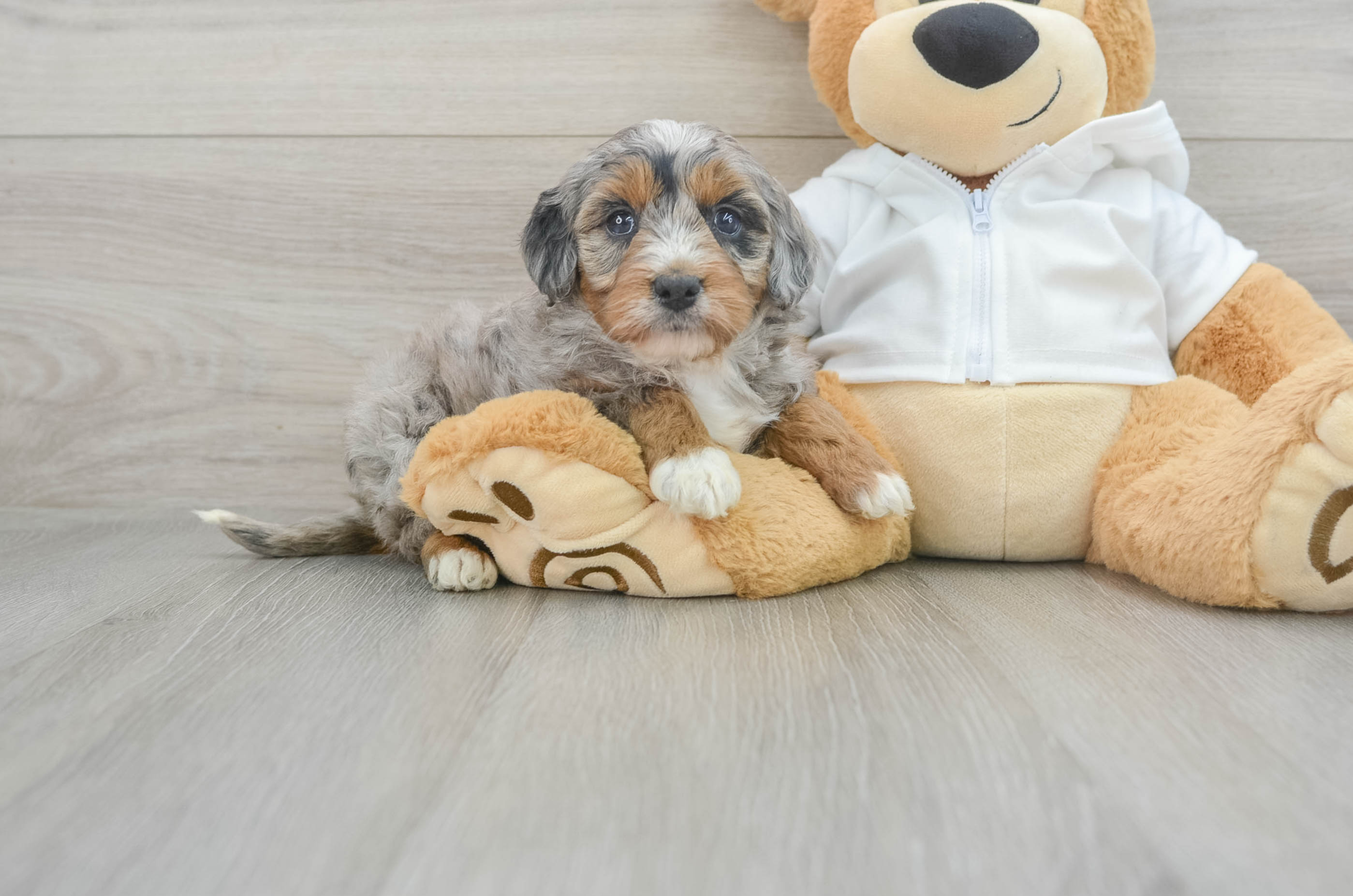 Toy & Mini Doodle Puppies For Sale | Premier Pups