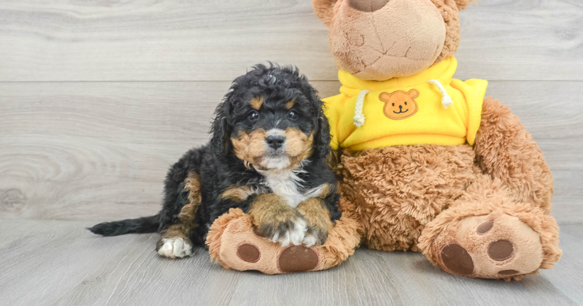 Hypoallergenic Mini Bernedoodle Zoltar: 8lb 9oz Doodle Puppy