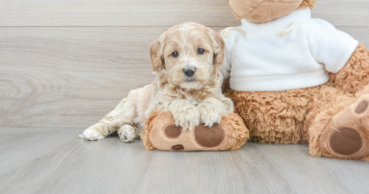 Fluffy Mini Goldendoodle Astrid: 6lb 5oz Doodle Puppy