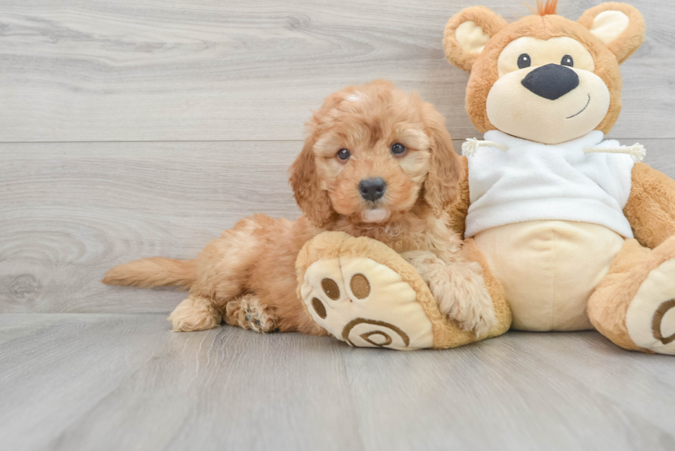 Mini Goldendoodle Barrett: 5lb 15oz Doodle Puppy