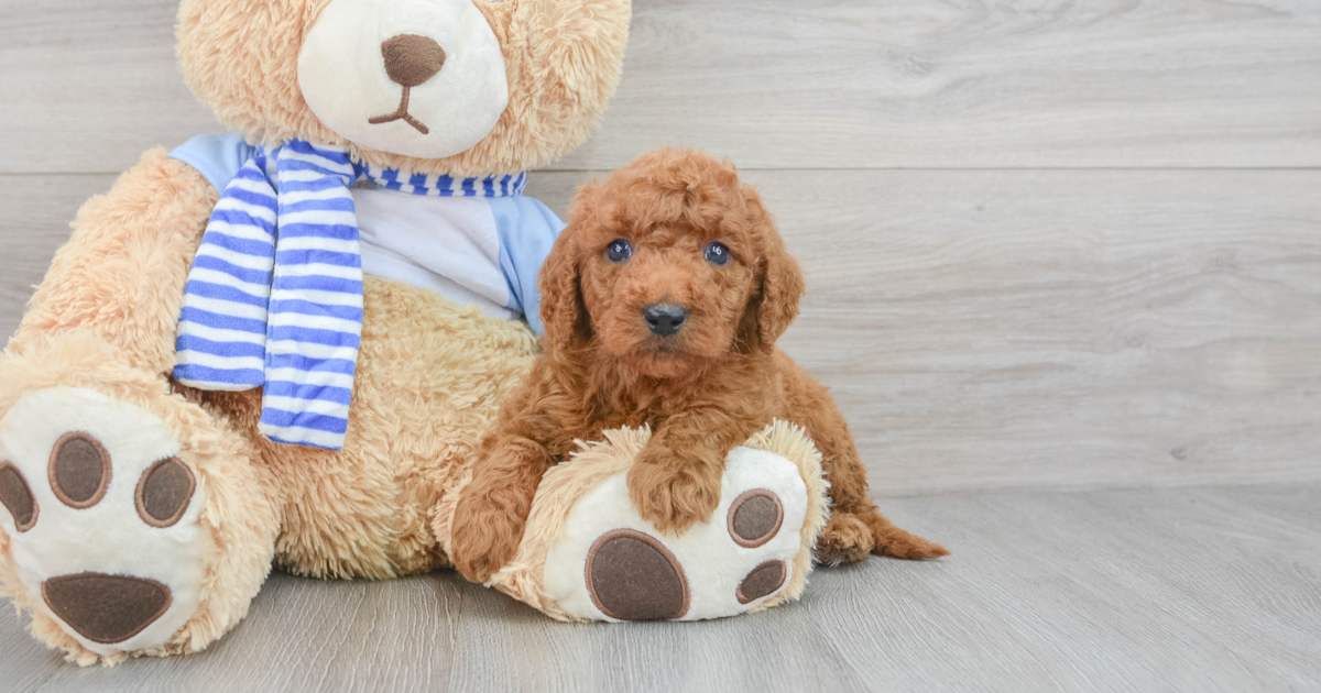 Cute Mini Goldendoodle Gabi: 6lb 4oz Doodle Puppy