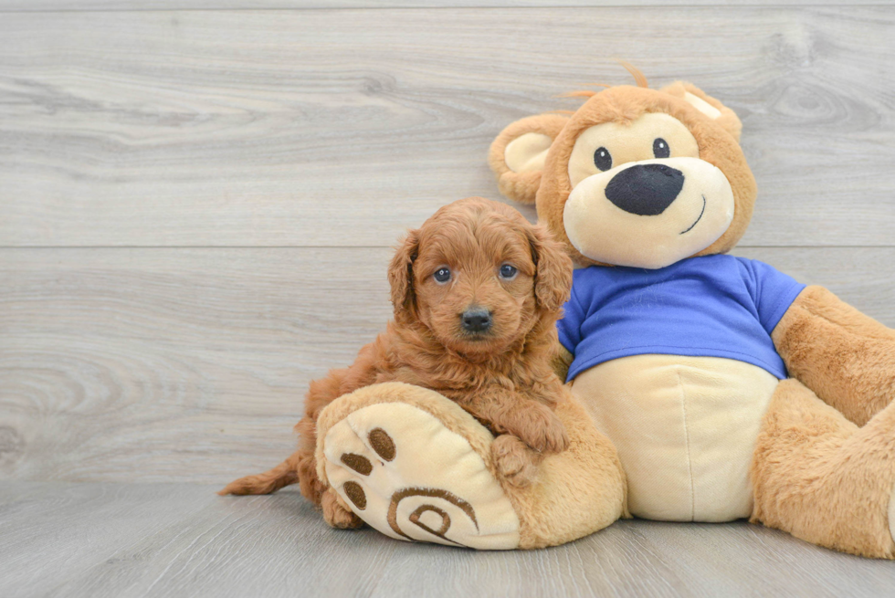 Mini Goldendoodle Goldilocks: 3lb 2oz Doodle Puppy