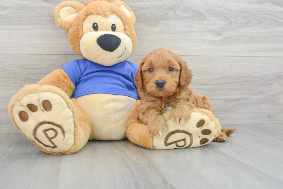 Playful Mini Goldendoodle Gus: 6lb 1oz Doodle Puppy