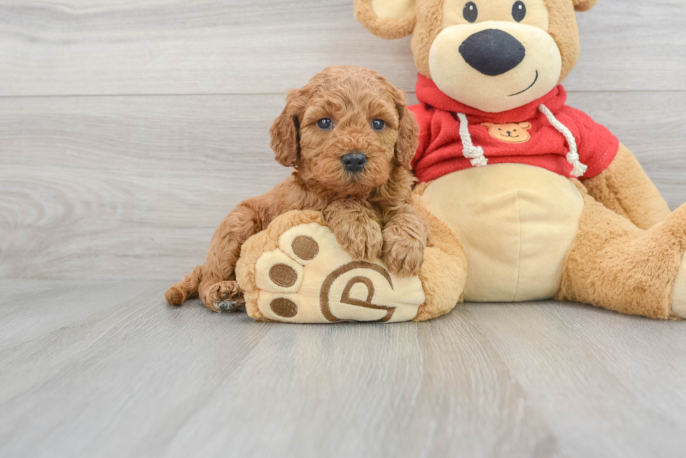 Popular Mini Goldendoodle Jimmy: 6lb 5oz Doodle Puppy