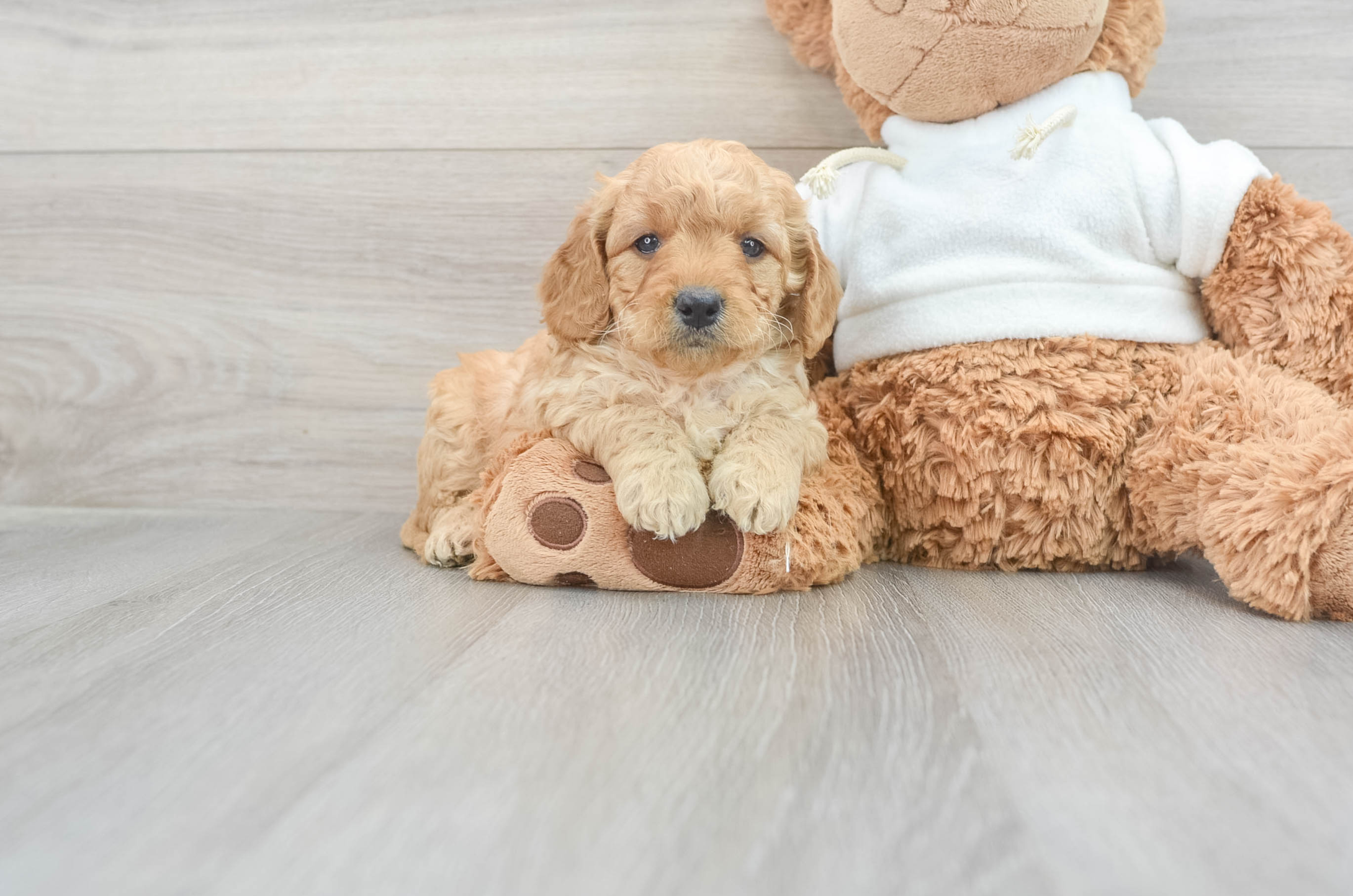 Toy Doodle Puppies For Sale | Premier Pups