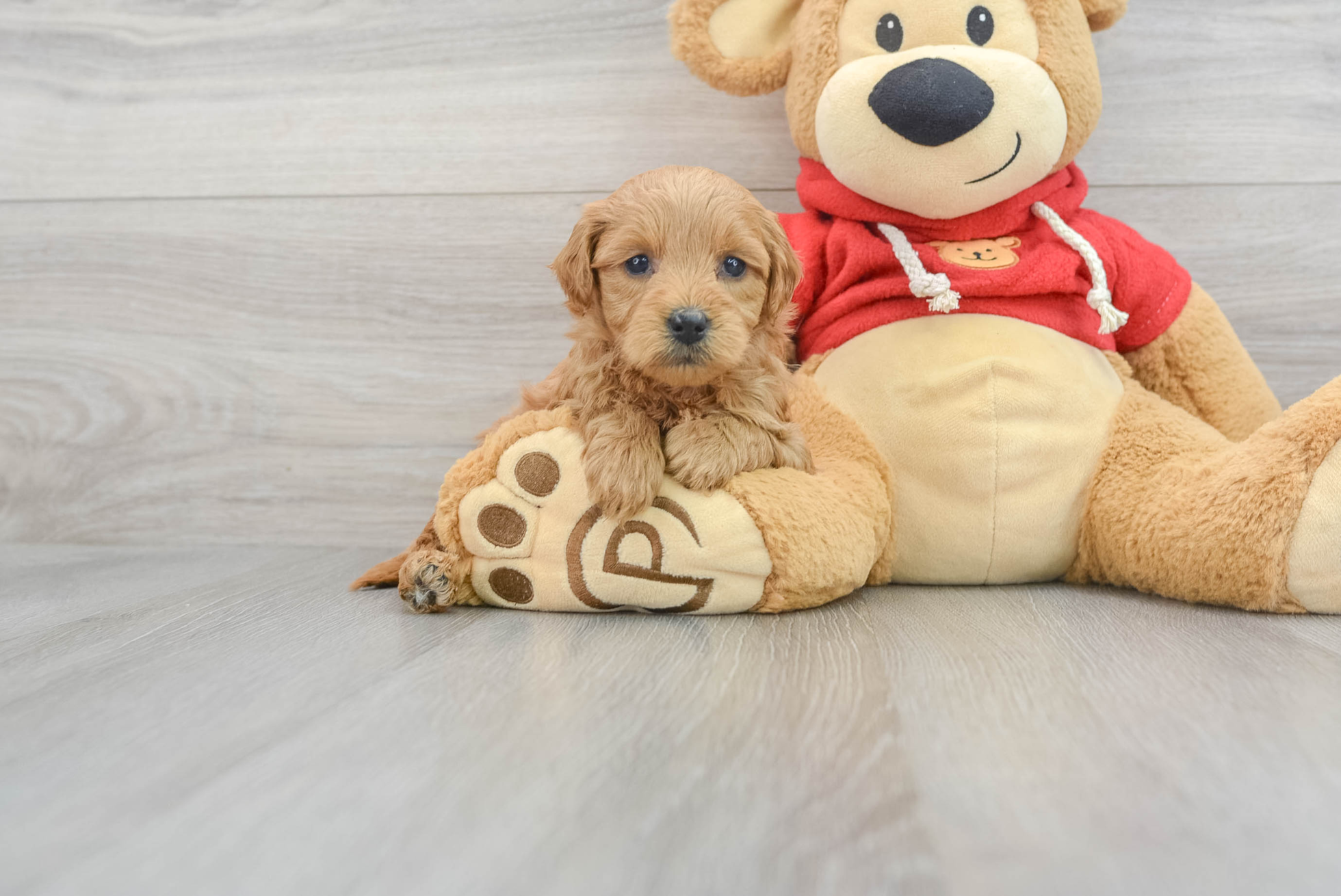 Smart Mini Goldendoodle Julian: 4lb 8oz Doodle Puppy