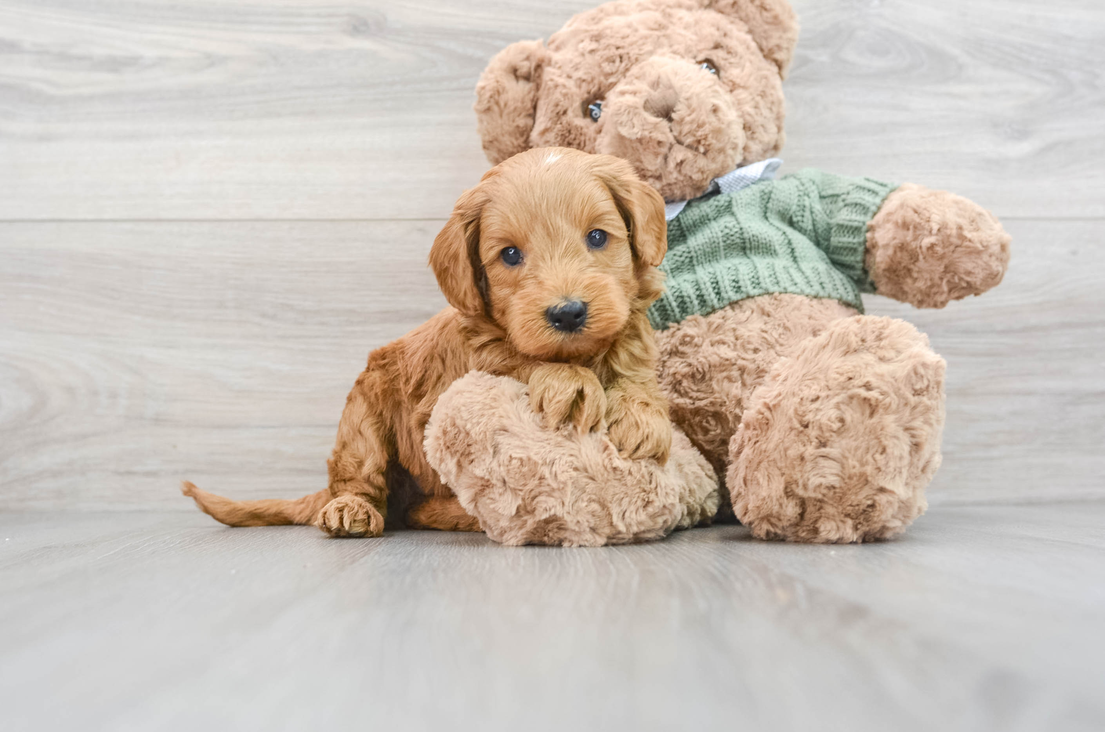 Toy Doodle Puppies For Sale - Premier Pups