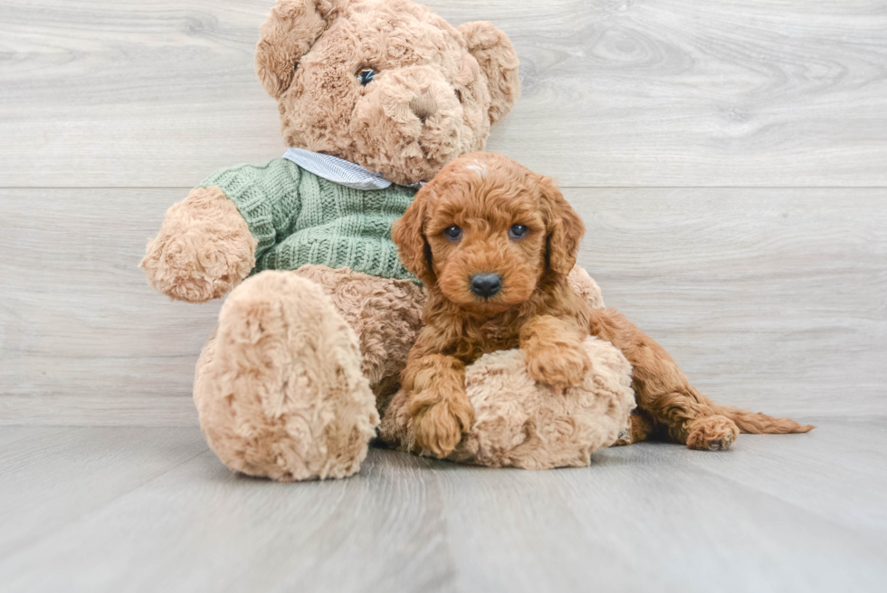 Petite Mini Goldendoodle Kim: 5lb 6oz Doodle Puppy
