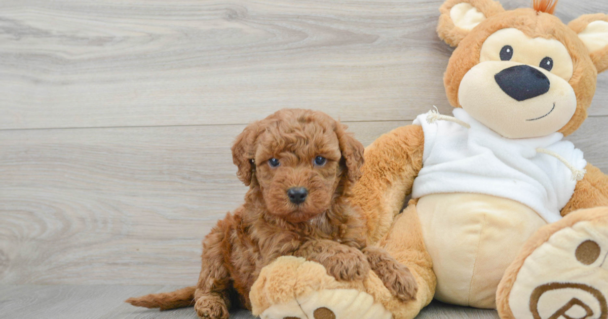 Energetic Mini Goldendoodle Kylie: 6lb 7oz Doodle Puppy