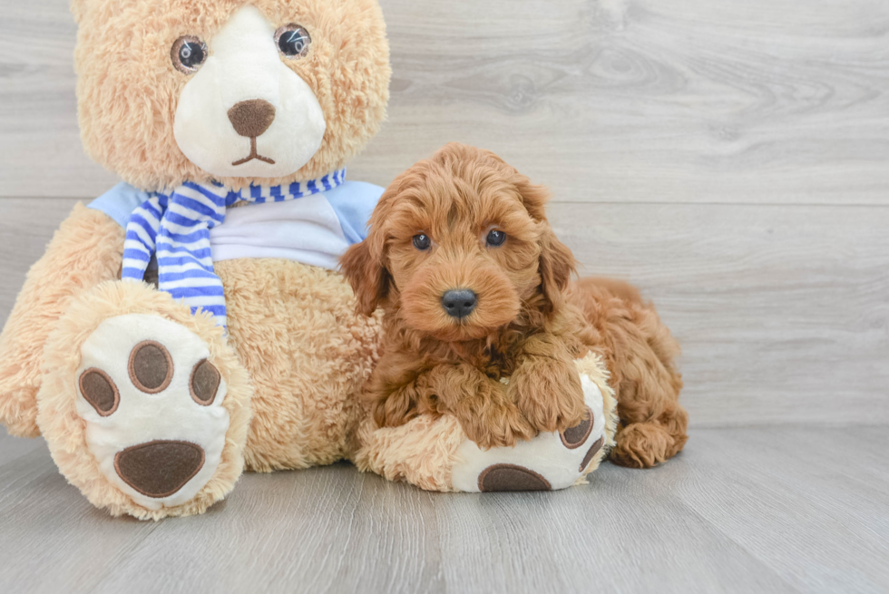 Friendly Mini Goldendoodle Kylie: 5lb 13oz Doodle Puppy
