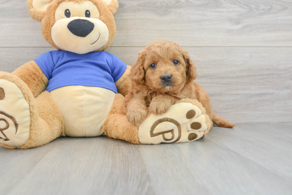 Hypoallergenic Mini Goldendoodle Locke: 6lb 12oz Doodle Puppy