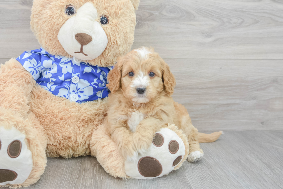 Playful Mini Goldendoodle Maple: 5lb 2oz Doodle Puppy