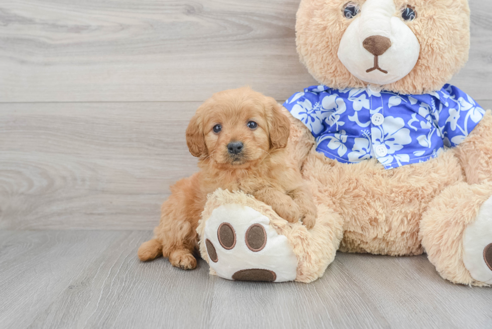 Happy Mini Goldendoodle Ruth: 4lb 7oz Doodle Puppy