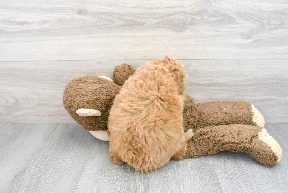 Happy Mini Goldendoodle Stewie: 6lb 5oz Doodle Puppy