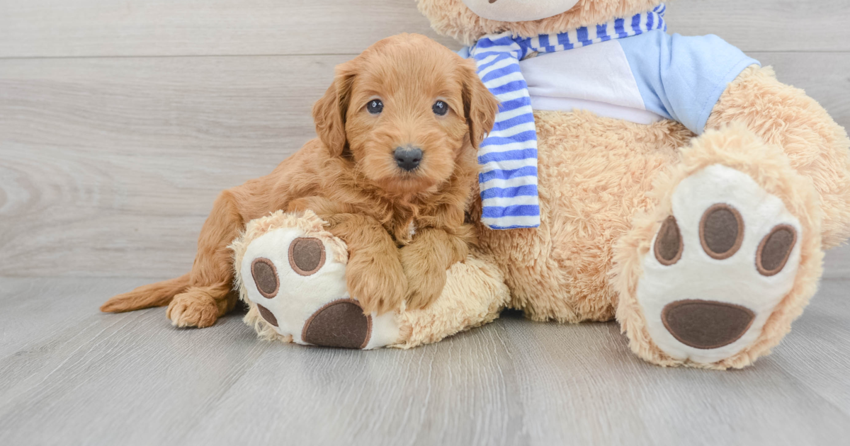 Hypoallergenic Mini Goldendoodle Phoenix: 5lb 1oz Doodle Puppy