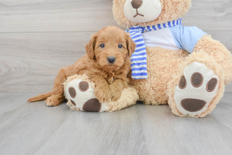 Hypoallergenic Mini Goldendoodle Phoenix: 5lb 1oz Doodle Puppy Hypoallergenic Mini Goldendoodle Phoenix: 5lb 1oz Doodle Puppy