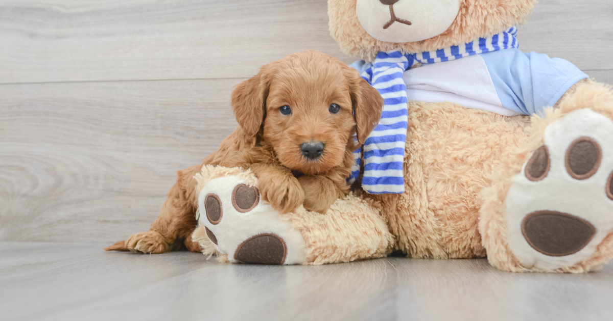 Fluffy Mini Goldendoodle Prescott: 6lb 15oz Doodle Puppy