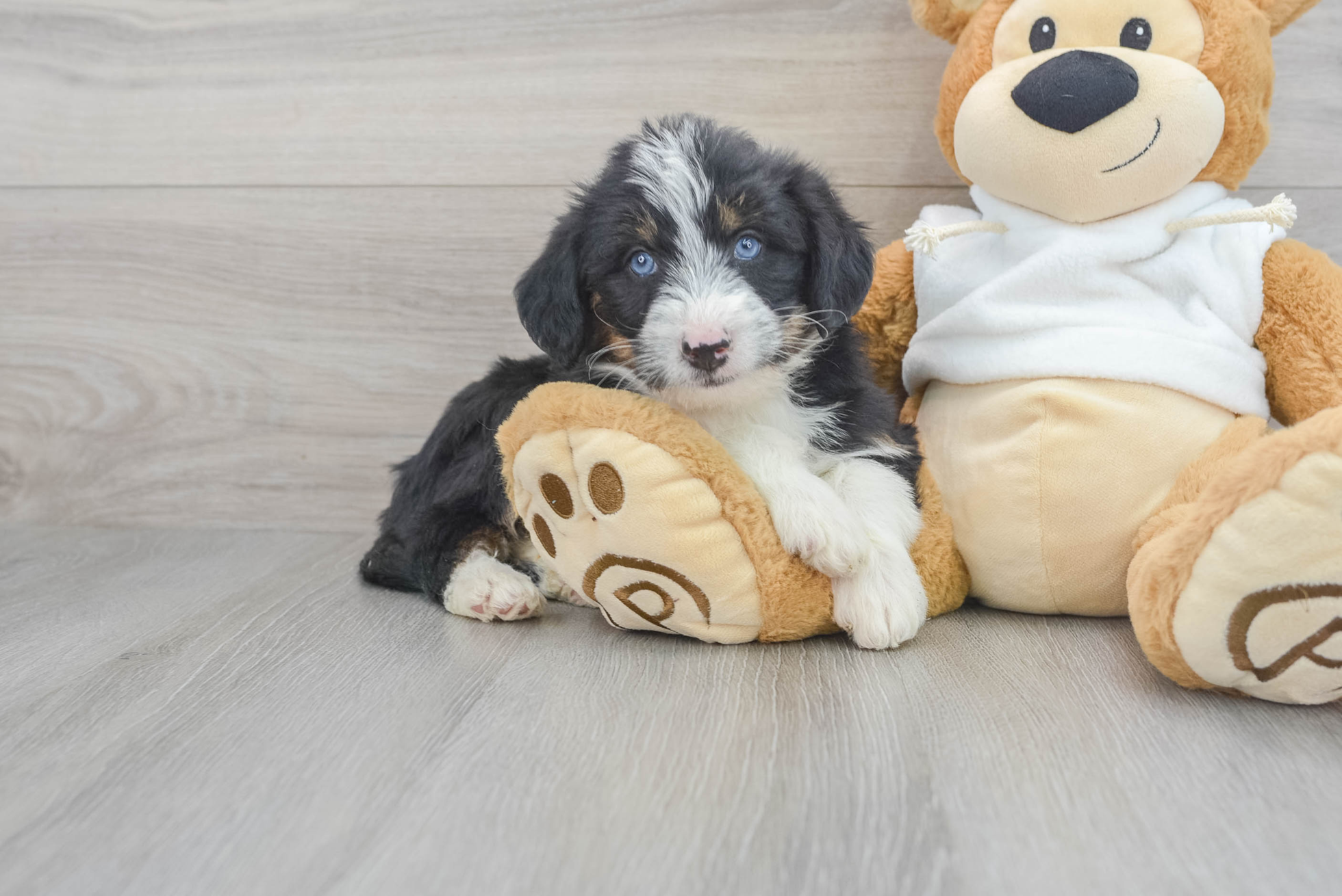 Cute Mini Huskydoodle Antonio: 11lb 14oz Doodle Puppy