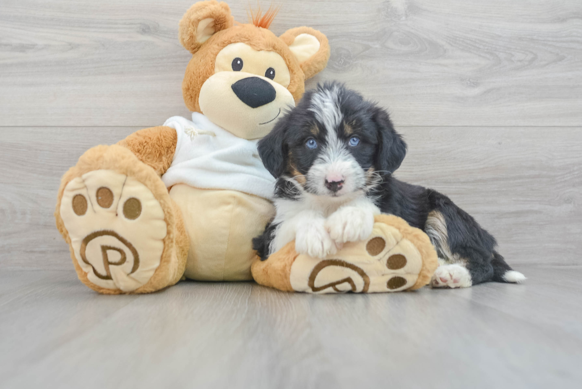 Cute Mini Huskydoodle Antonio: 11lb 14oz Doodle Puppy