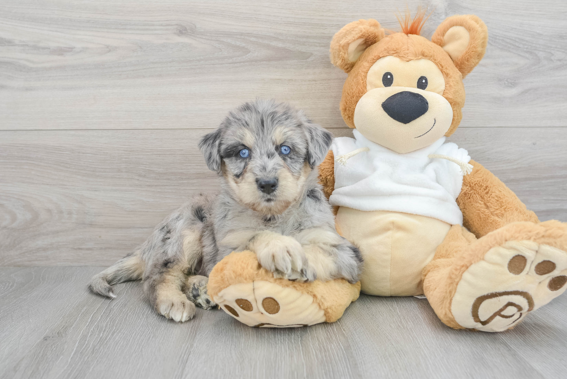 Cute Mini Huskydoodle Apollo: 12lb 1oz Doodle Puppy