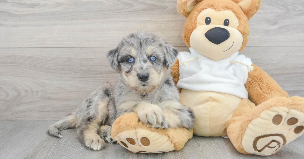 Cute Mini Huskydoodle Apollo: 12lb 1oz Doodle Puppy
