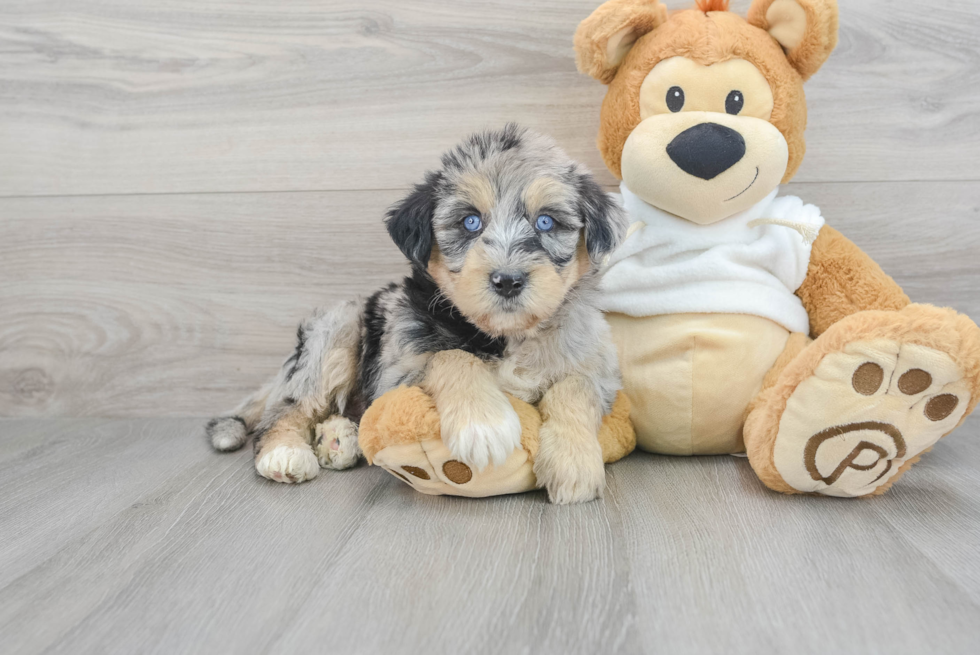 Cute Mini Huskydoodle Axel: 12lb 6oz Doodle Puppy