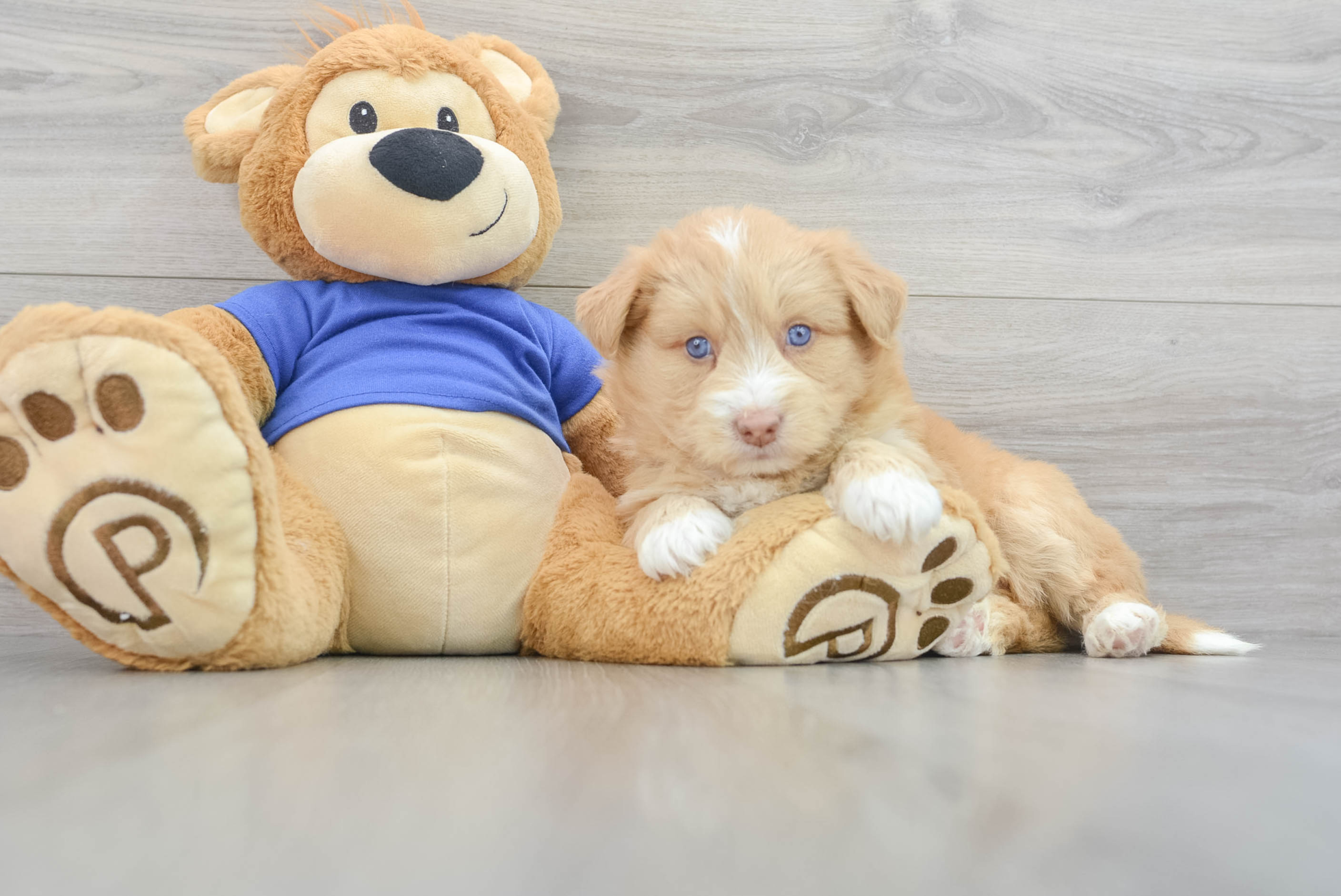 Cute Mini Huskydoodle Lily: 9lb 1oz Doodle Puppy