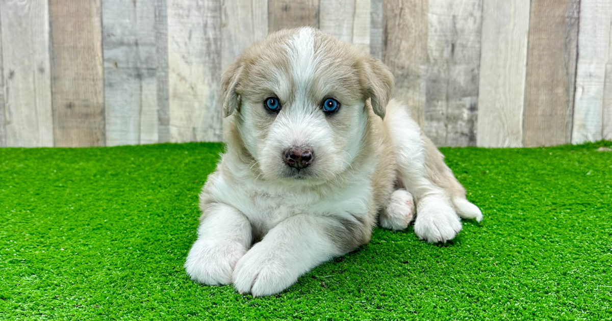 Cute Mini Huskydoodle Lucas: 12lb 5oz Doodle Puppy