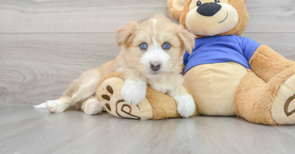 Cute Mini Huskydoodle Lulu: 9lb 15oz Doodle Puppy