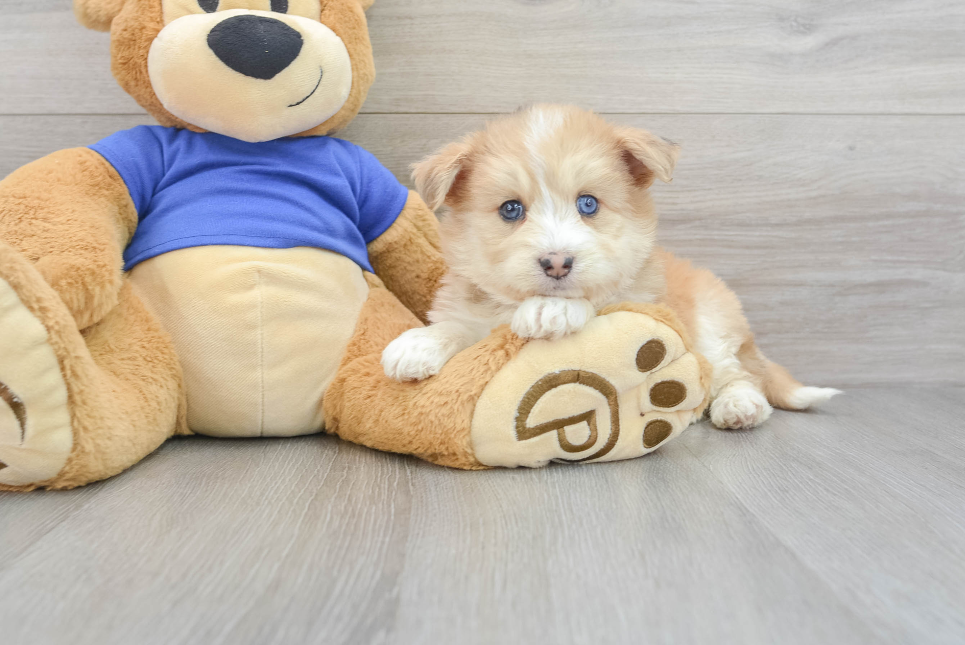 Cute Mini Huskydoodle Luv: 6lb 2oz Doodle Puppy