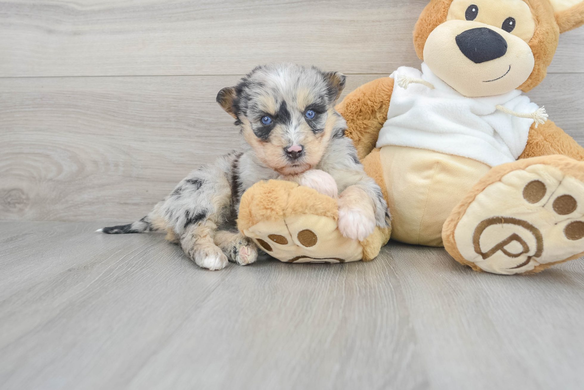 Cute Mini Huskydoodle Mackenzie: 8lb 5oz Doodle Puppy