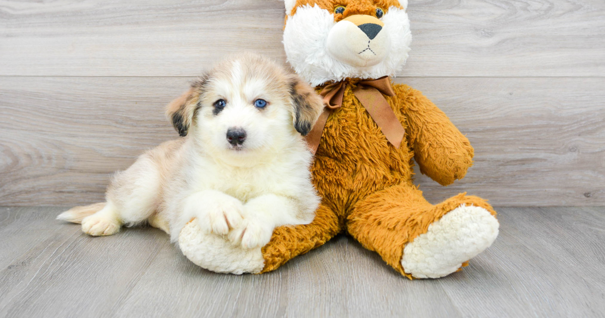 Cute Mini Huskydoodle Maximus: 7lb 5oz Doodle Puppy
